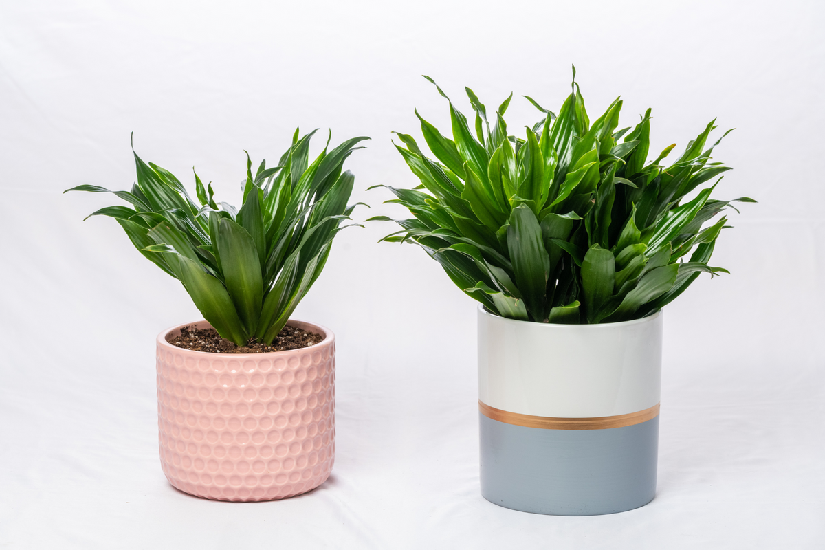 ReVased 3 Month Plant Subscription By ReVased ReVased 3 Month Plant Subscription By ReVased