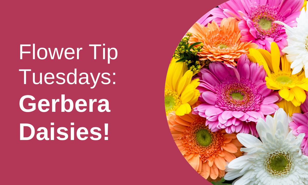 Flower Tip Tuesdays: Gerbera Daisies! written by ReVased