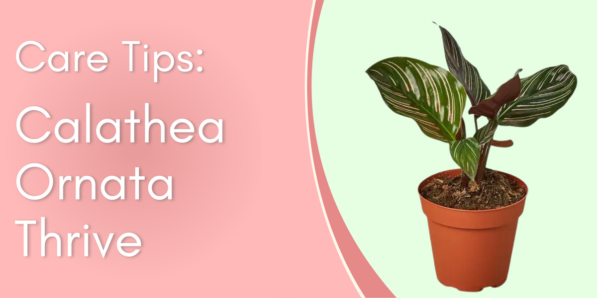 Plant Care Tips: Calathea Ornata written by ReVased