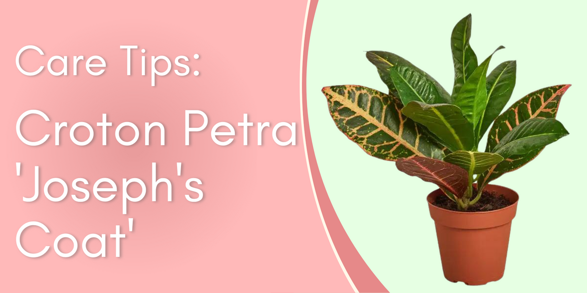 Plant Care Tips: Croton Petra written by ReVased